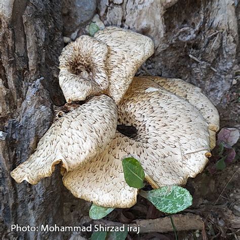 Fungi Mohammad Shirzad Iraj