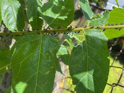 Protect Your Landscape From Lanternflies In NY CT
