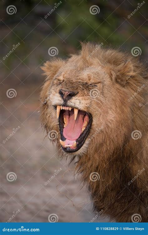 A Close Up Image Of A Lion In Mid Yawn Roar Or Sneeze Stock Image