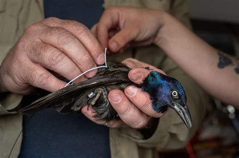 What Does A Common Grackle Look Like