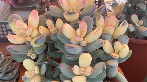 방울복랑이 이쁘네요 지난모란장날 풍경이에요 자매농원에는 다져진애들이 많아서 물이 이쁘게 들었어요 이쁜 다육이들