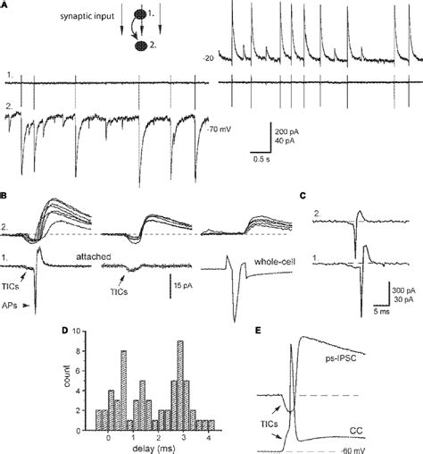 Relation Of Post Stimulus Sipscs With Presynaptic Action Potentials