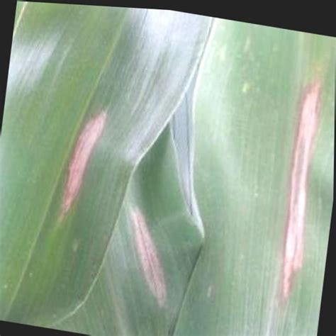 Leaf Detection Object Detection Dataset And Pre Trained Model By Senda