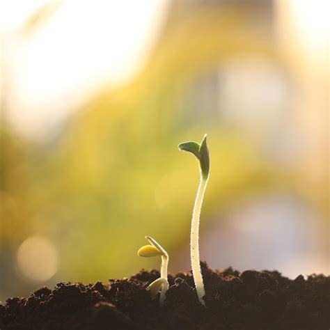 Premium Photo Small Plant Sapling Growing Tree Sprout Macro Closeup