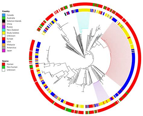 系统发育树的构建与优化：从序列选择到进化树美化 哔哩哔哩