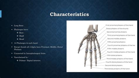 Phalanges Completedpptx