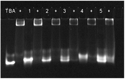 Ijms Free Full Text Alpha Deoxyguanosine To Reshape The Alpha Thrombin Binding Aptamer