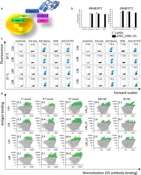 Yeast Display Of Mutant Cd81 Lel A Schematic Of Yeast Display B Download Scientific