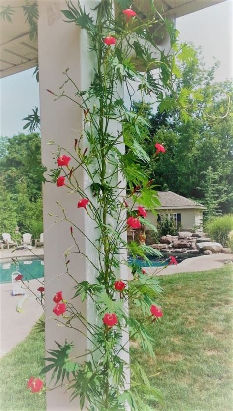 Cardinal Climber The Hummingbird Magnet Artofit