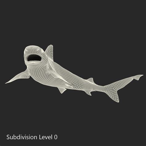 Sandbar Shark Pose 2 3d 모델 3d 모델 79 3ds C4d Fbx Ma Obj Max
