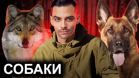 Собаки 10 Интересных Фактов Youtube