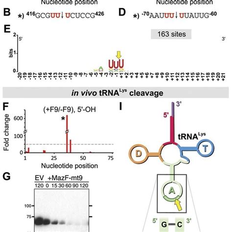 Effect Of Nat10 On Ribosome Assembly A Ultracentrifugation Analysis