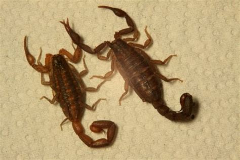 Scorpion Management In Residential Homes Alabama Cooperative Extension System