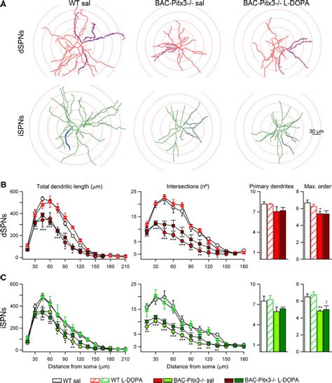 dendritic length is reduced in both spns in bac pitx3 mice a
