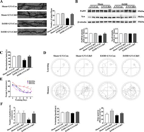 Blocking Cdk5 Ameliorated The Synaptic And Cognitive Dysfunction Caused Download Scientific