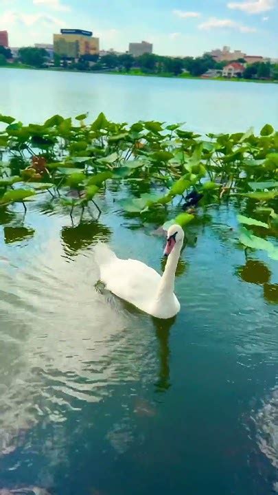 The Swans In Lakeland Fl Are Descendants Of Royal Swans Ted To The