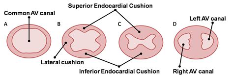 Fileav Canal Division Superior View Embryology
