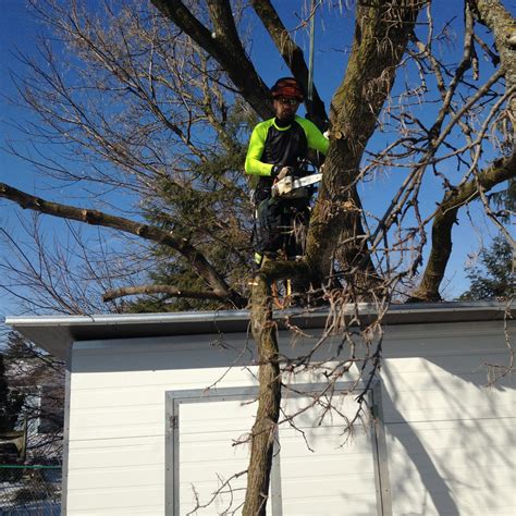 Tree Removal Spring Clean Up Timberjack Tree Service Barrie