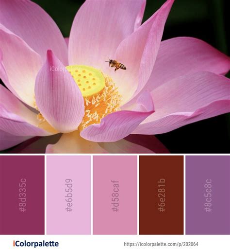 Color Palette Ideas From Lotus Images Flower Color Combinations