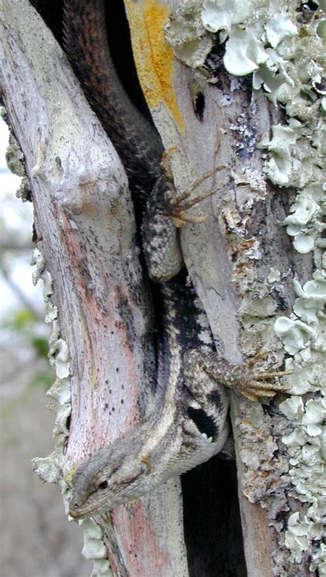 Microlophus Bivittatus