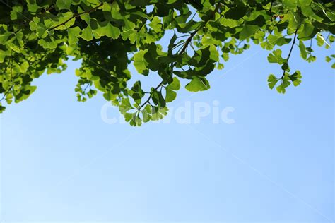 은행잎 나뭇잎 초록 여름 배경 사진이미지일러스트캘리그라피 Lhg작가