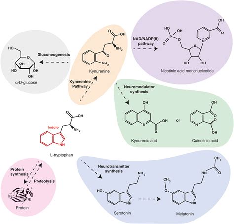 Tryptophan Lewis Structure