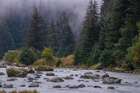 990 Chilkat Bald Eagle Fotos Fotos De Stock Imagens E Fotos Royalty Free Istock