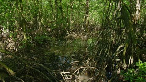 Mangrove Trees Tide In Marine Estuaries Tidal Mudflat 0002 Stock Footage Video Of Saltmarsh