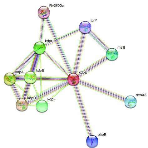 The String Protein Protein Interaction Network Queried With Kdpe Download Scientific Diagram