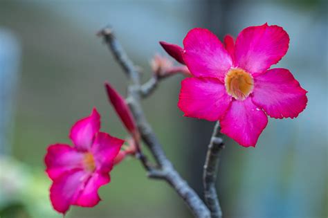 선택적인 초점 핑크와 화이트 아데늄 Obesum 꽃 정원에서 일반적인 이름은 사비 스타 쿠두 모의 진달래 임팔라 백합과 사막 장미를 포함한다 0명에 대한 스톡 사진 및 기타