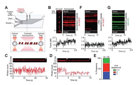 Video Author Spotlight Efficient Nucleosome Reconstitution For Single Molecule Techniques