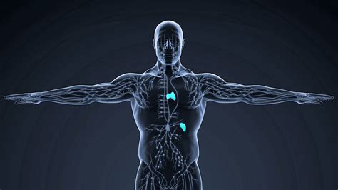 Relapsesrefractory Non Hodgkin Lymphoma Immunitybio