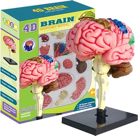 Generic 1 Pcs Human Brain Model Color Coded Artery Australia Ubuy