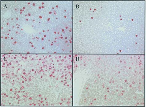 Immunohistochemical Analysis Of Serial Sections Of Livers 30 H After Download Scientific