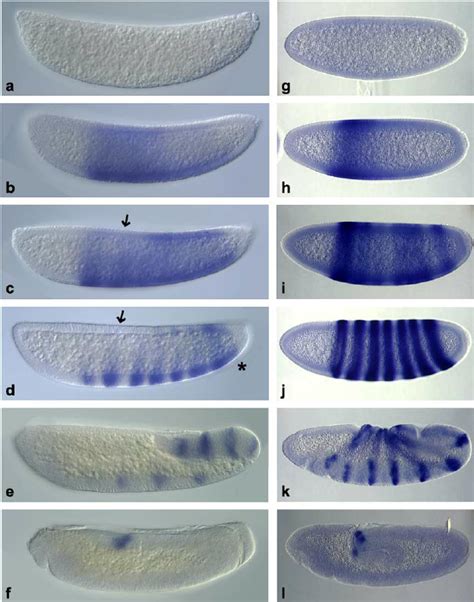 Eve Expression Patterns In Anopheles And Drosophila Embryos Embryos