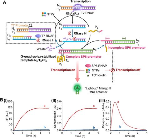 Transient Transcription Machineries Modulate Dynamic Functions Of G