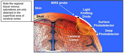Psych 511003 • Spr 2024 Neuroscience Methods