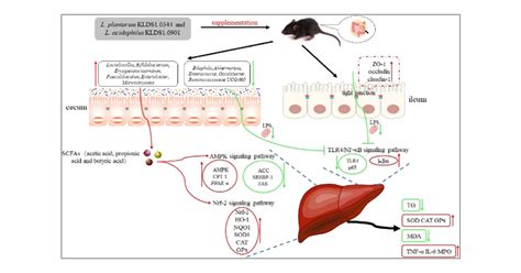 Koenic Kfz 611 E Nf Test Wide Varieties Th