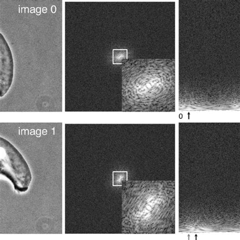 Representations Of A Cell S Rotation The Cell From Fig 2 Is Shown