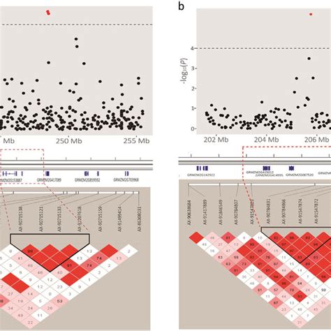 manhattan plot of fst manhattan plot of genome wide fst between large