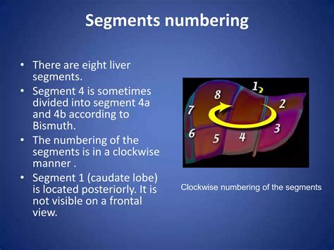 Liver Segmental Anatomy Pdf