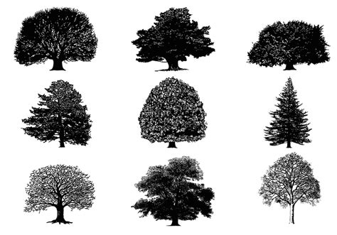 Silhouette Tree Brushes Pack Free Photoshop Brushes At Brusheezy