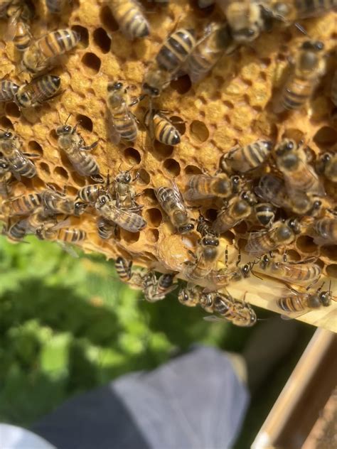 Queen Cell Or Drone Brood R Beekeeping