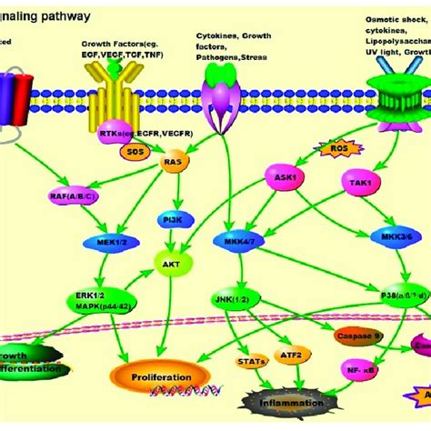 Genetic Alterations Of Related Oncogenes In Human Cca Download Scientific Diagram