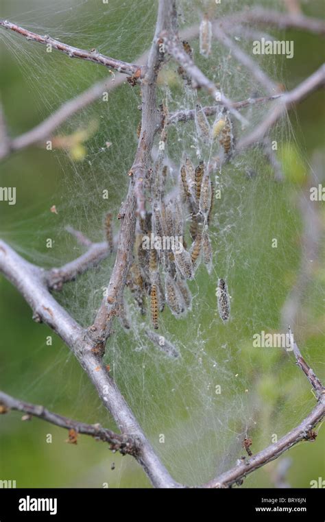 Orchad Ermine Moth Cherry Ermine Moth Small Ermine Moth Yponomeuta Padella Yponomeuta