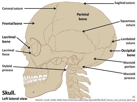 Skull Anatomy Diagram