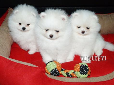 Vip Lekvi საუკეთესო და ულამაზესი ლეკვები დათუნიები