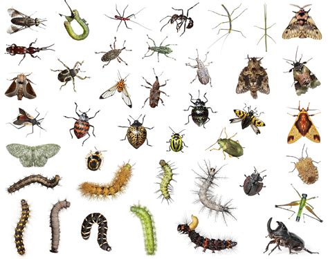 Types Of Insects Images