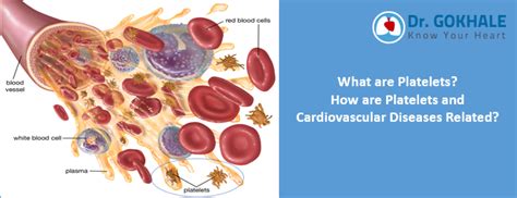 Platelets Definition Platelet Biology And Functions New Concepts And