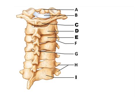 Anatomy Of Vertebral Structure C1 C7 Diagram Quizlet